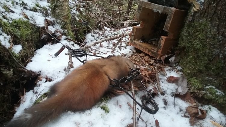 Best Marten Trapping Lures - Trapping Today