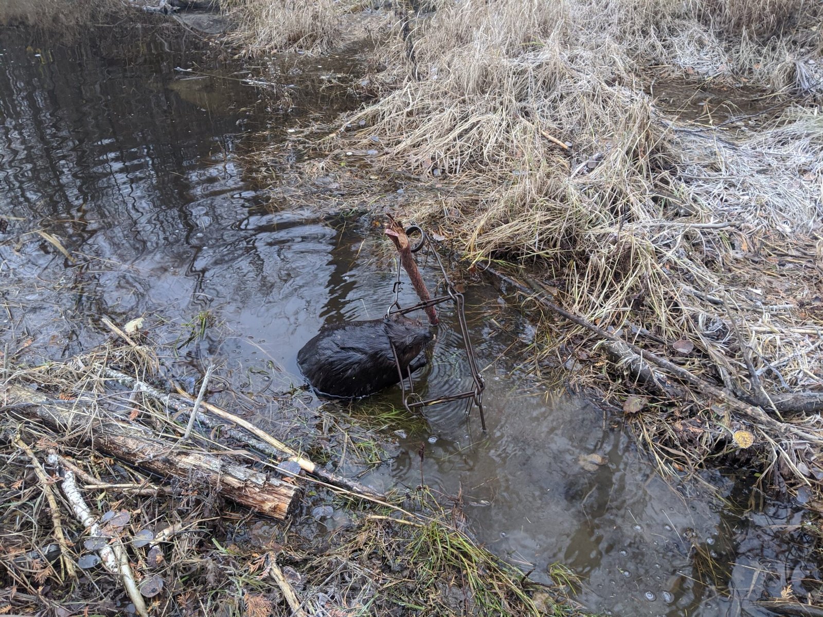 What's the Best Trap for Beaver? - Trapping Today