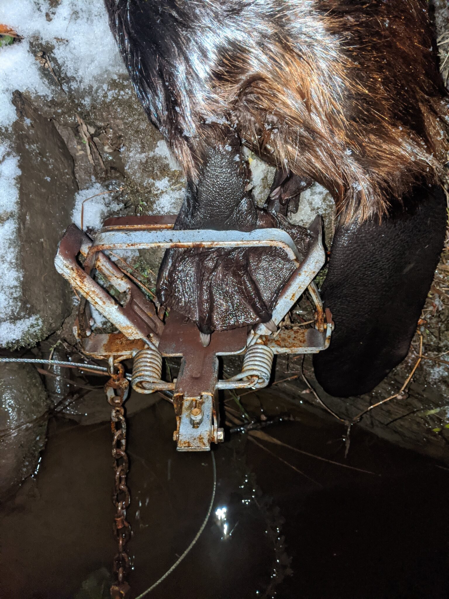 What's the Best Trap for Beaver? - Trapping Today