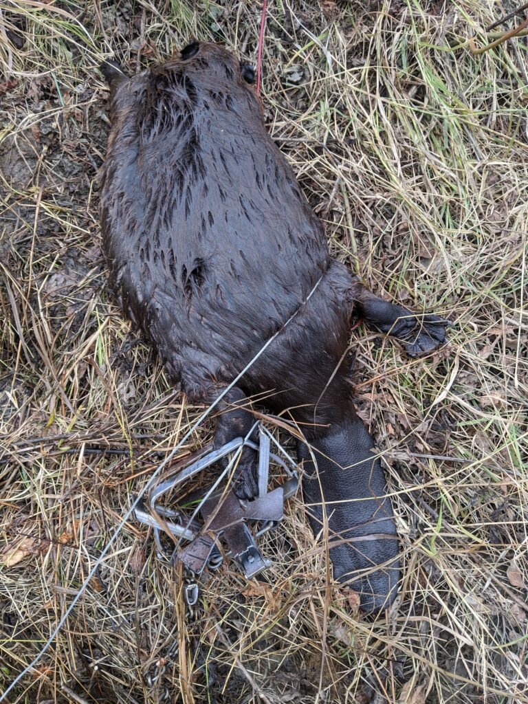 What's the Best Trap for Beaver? - Trapping Today
