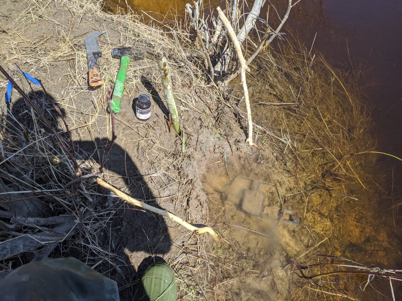 What's the Best Bait for Trapping Beaver? - Trapping Today